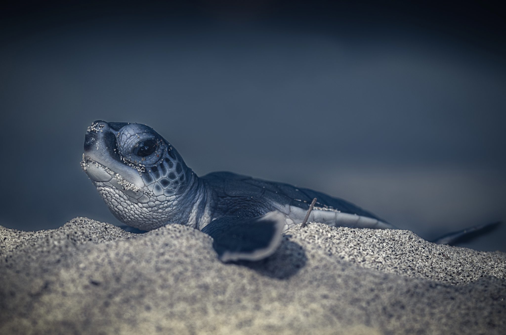 SEA TURTLES – Kapas Turtles