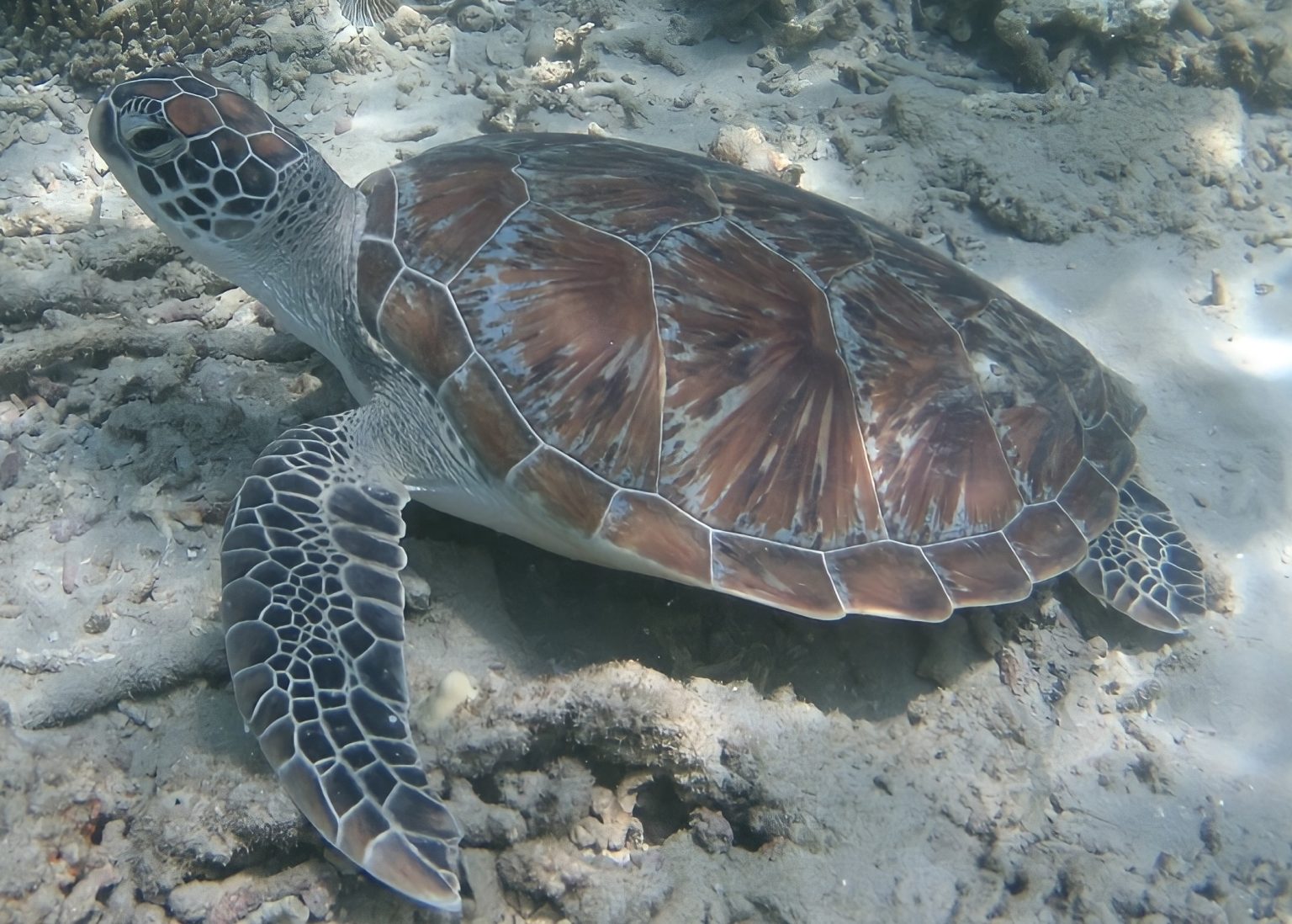 SEA TURTLES – Kapas Turtles